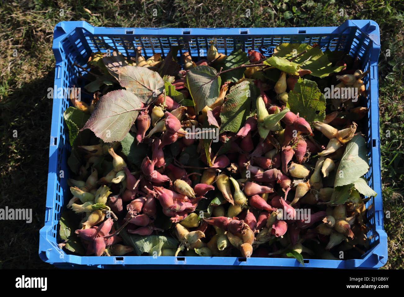 Cobnut hi-res stock photography and images - Alamy