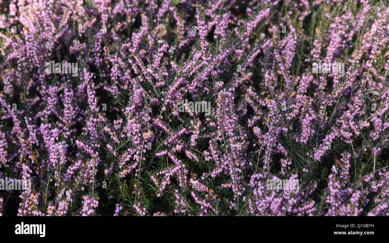 Common heather or ling hi-res stock photography and images - Alamy