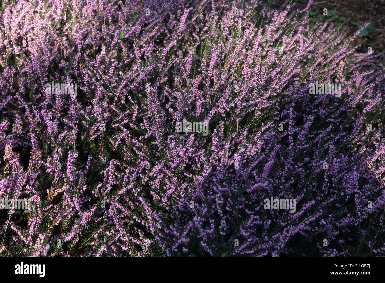 Purple passion hi-res stock photography and images - Alamy