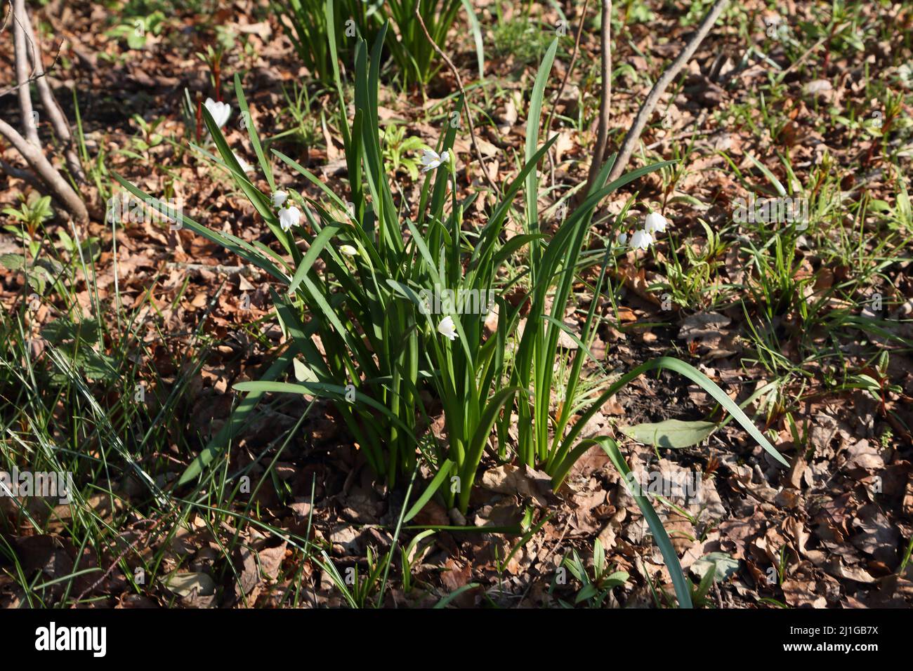 Summer Snowflake bulbs (Leucojum aestivum Stock Photo - Alamy