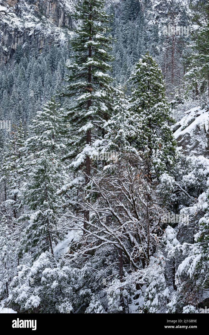 Snowfall in forest of pine trees hi-res stock photography and images ...
