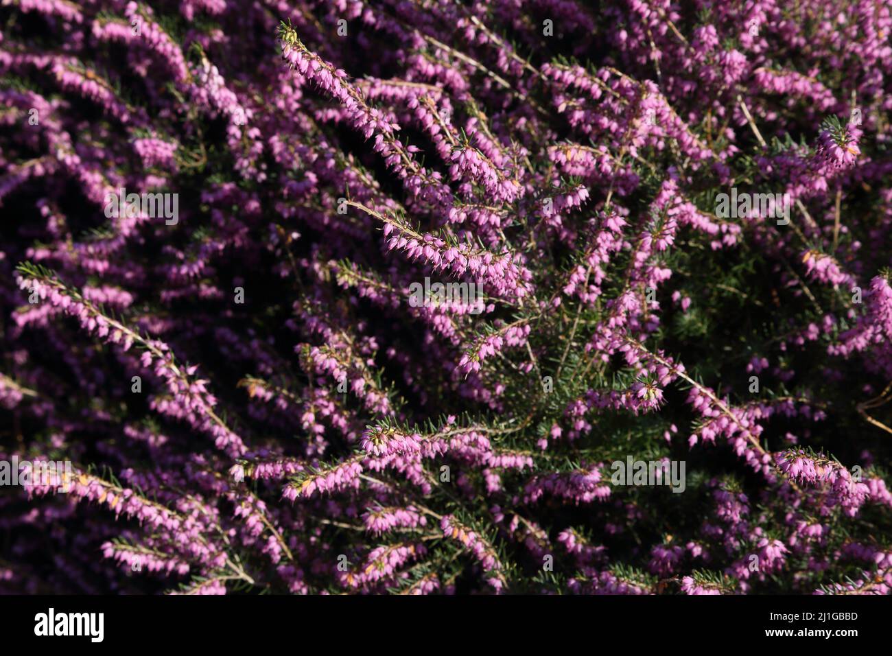 Purple passion hi-res stock photography and images - Alamy