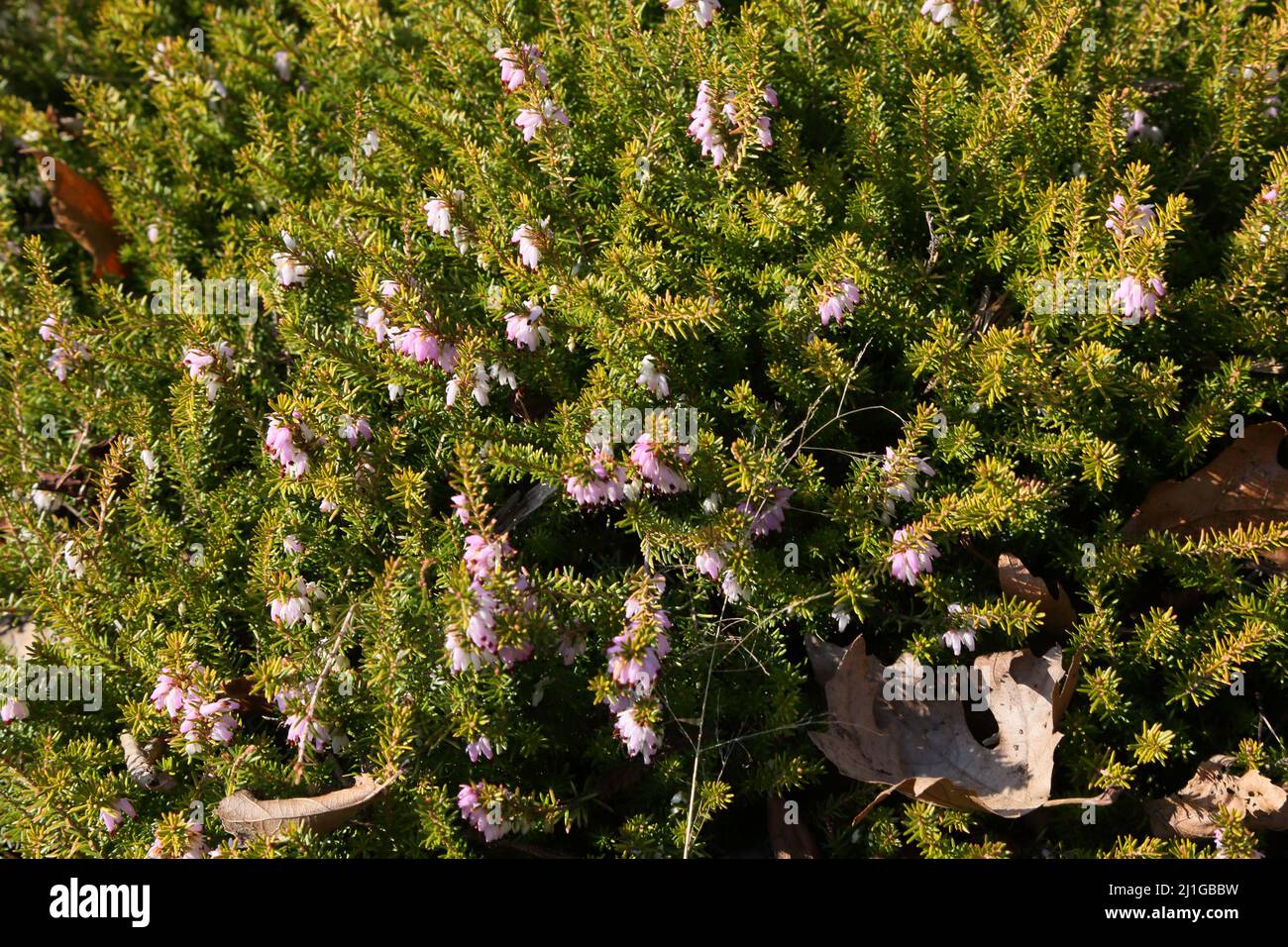 Foxhollow Prostrate Evergreen Heather Stock Photo - Alamy