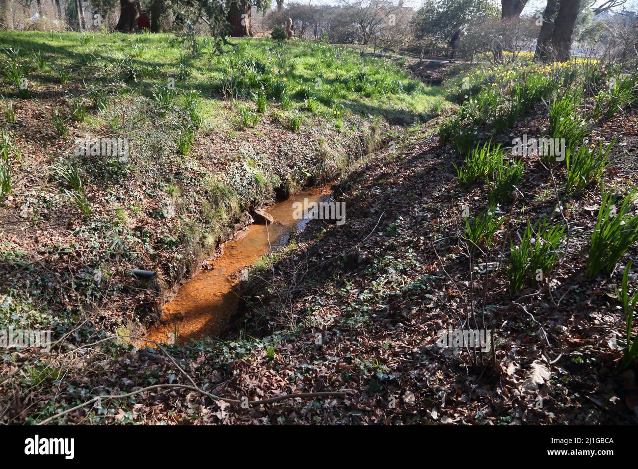 Iron in Water in Gully Wisley RHS Garden Surrey England Stock Photo - Alamy