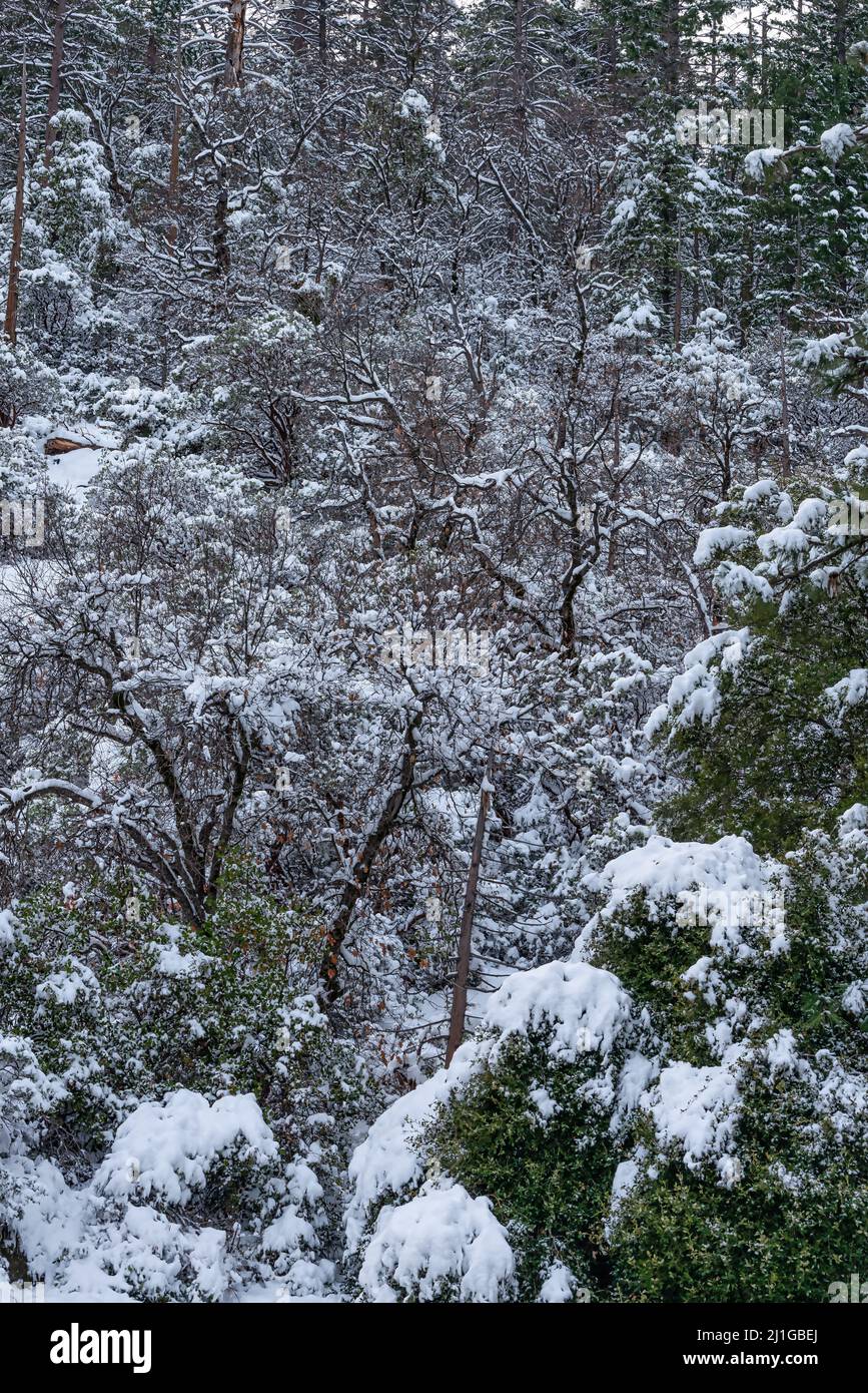 Pine trees after snow hi-res stock photography and images - Alamy