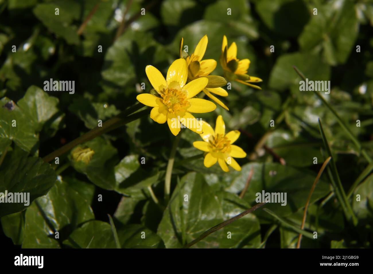 Lesser celandine growing in hi-res stock photography and images - Alamy