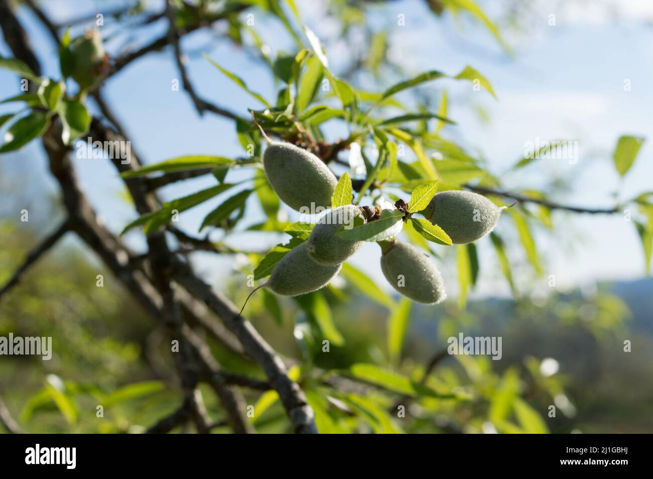Almond tree branch with young growing almonds in the springtime Stock ...
