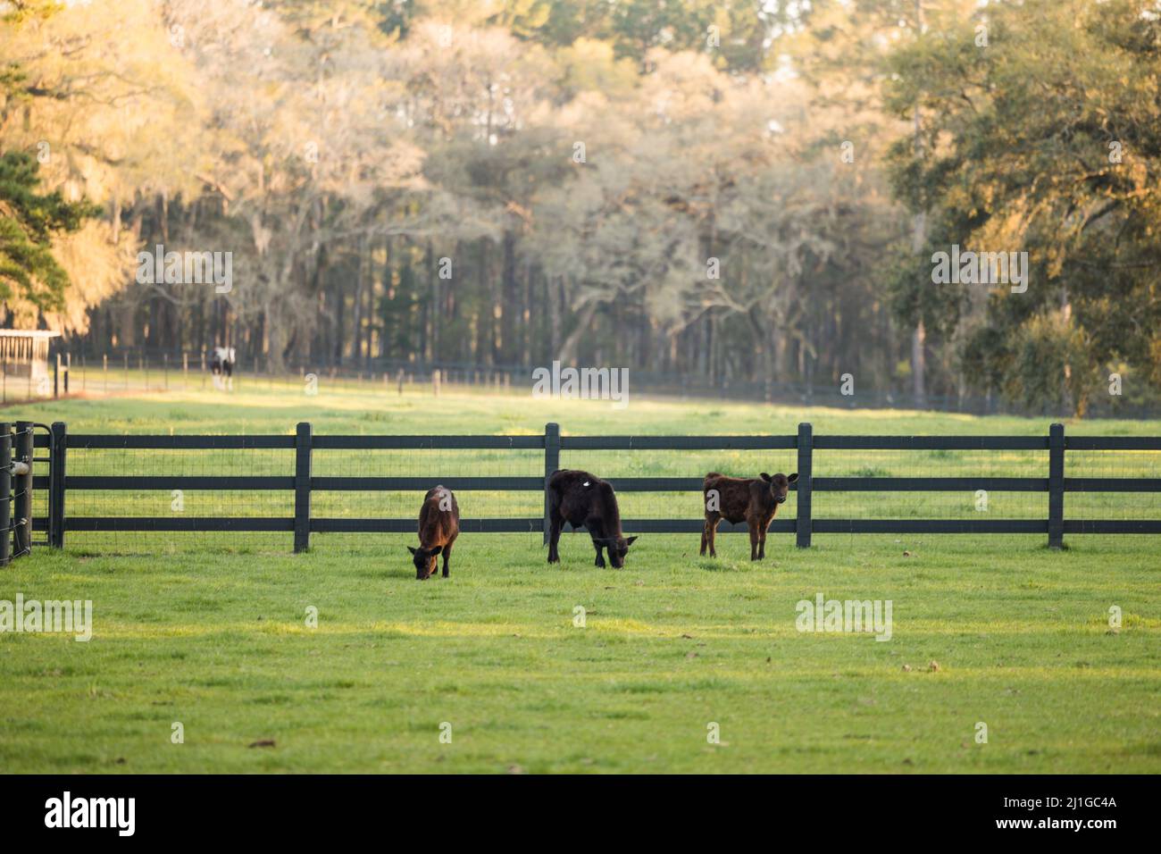Young cattle cows on a small ranch or farm Stock Photo - Alamy