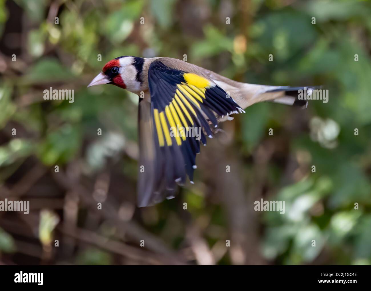 Goldfinch in flight hi-res stock photography and images - Alamy