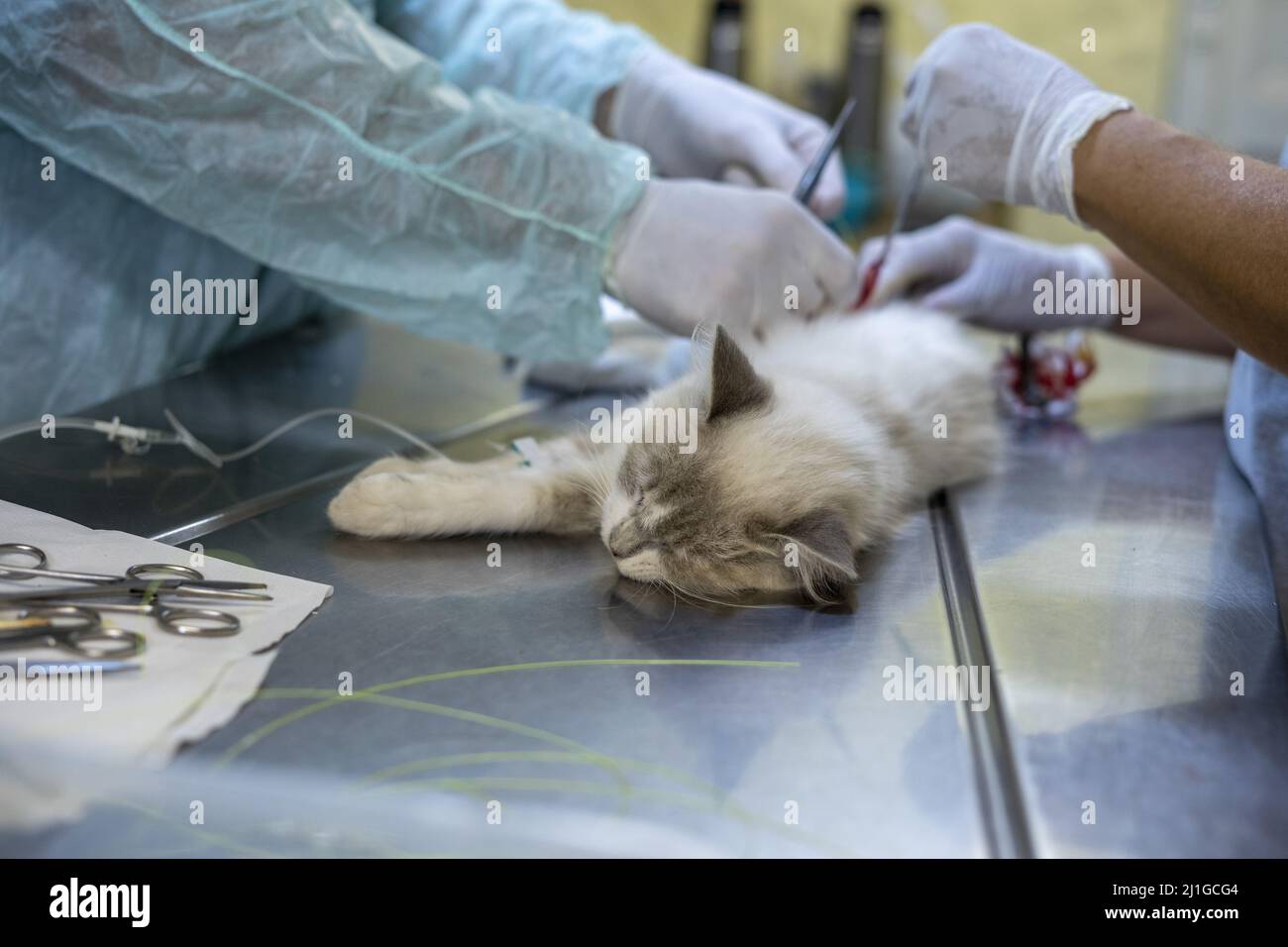 A process of pets sterilized as part of a sterilization campaign in ...