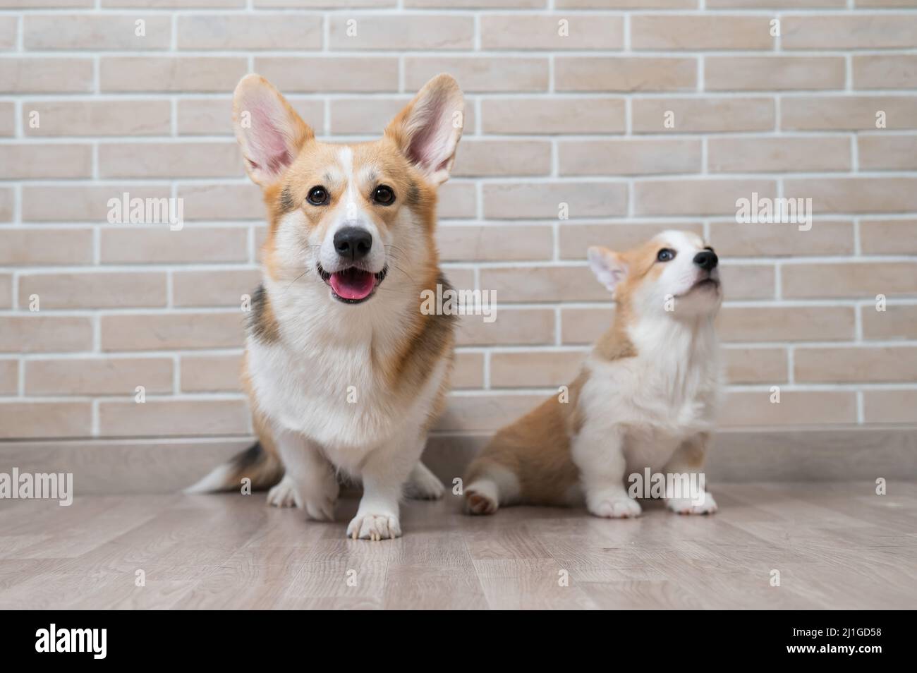 Pembroke corgi mom and puppy on the background of a brick wall. Dog ...