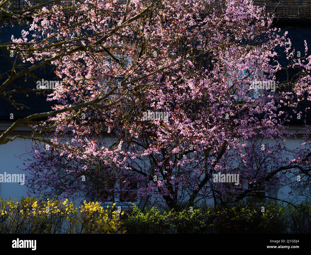 flowering cherry in pink bloom in front of a building Stock Photo - Alamy
