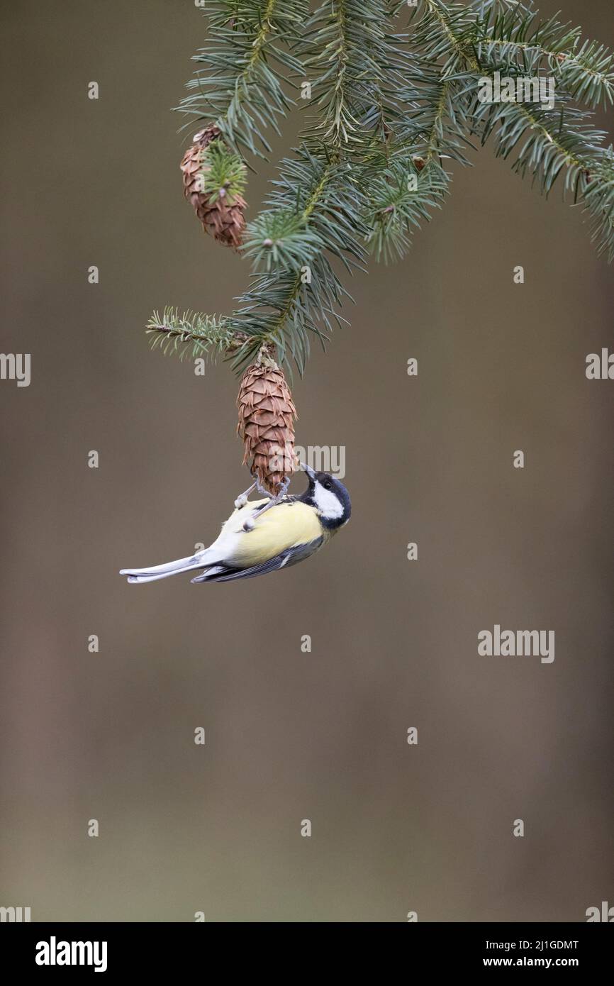 Great tit Parus major, adult female hanging on pine cone, Suffolk ...