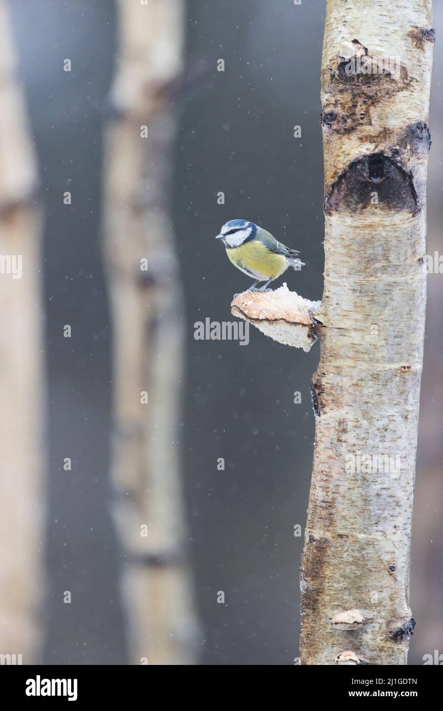 Blue Tit (Cyanistes caeruleus) adult perched on Birch Polypore ...