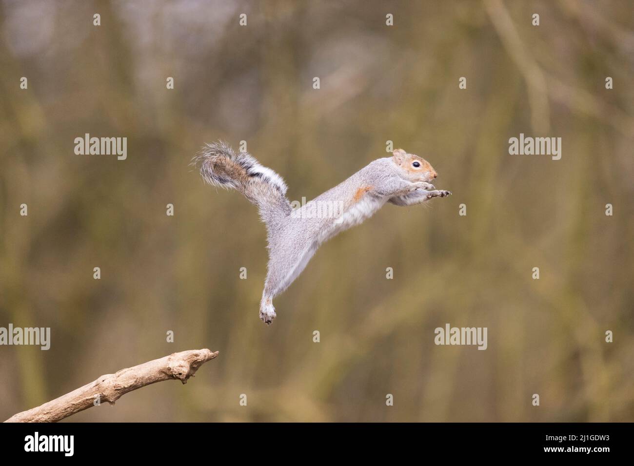 Eastern Grey Squirrel (Sciurus carolinensis) introduced species, adult ...