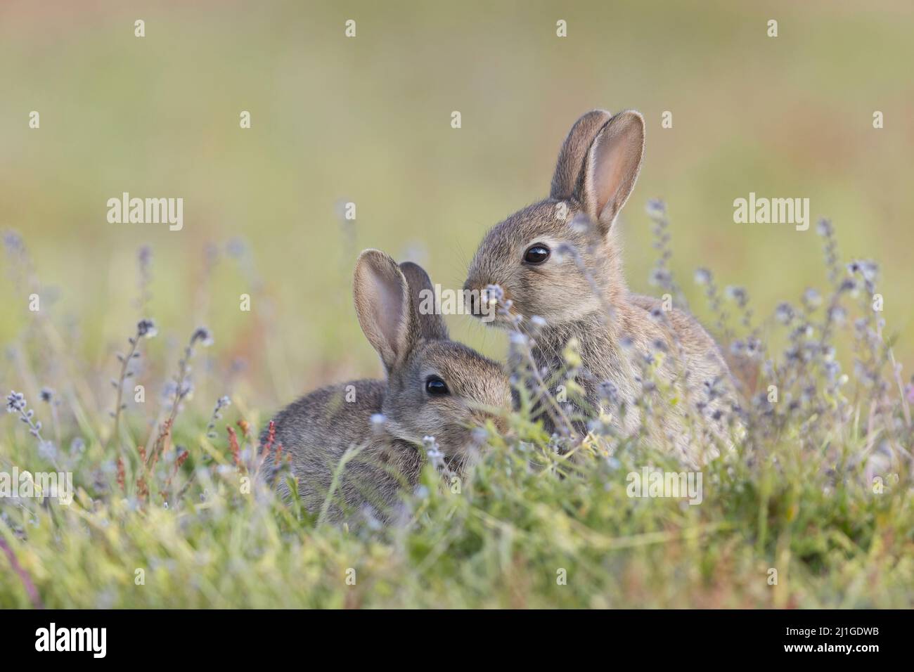 European Rabbit (Oryctolagus cuniculus) 2 babies in meadow, Suffolk ...