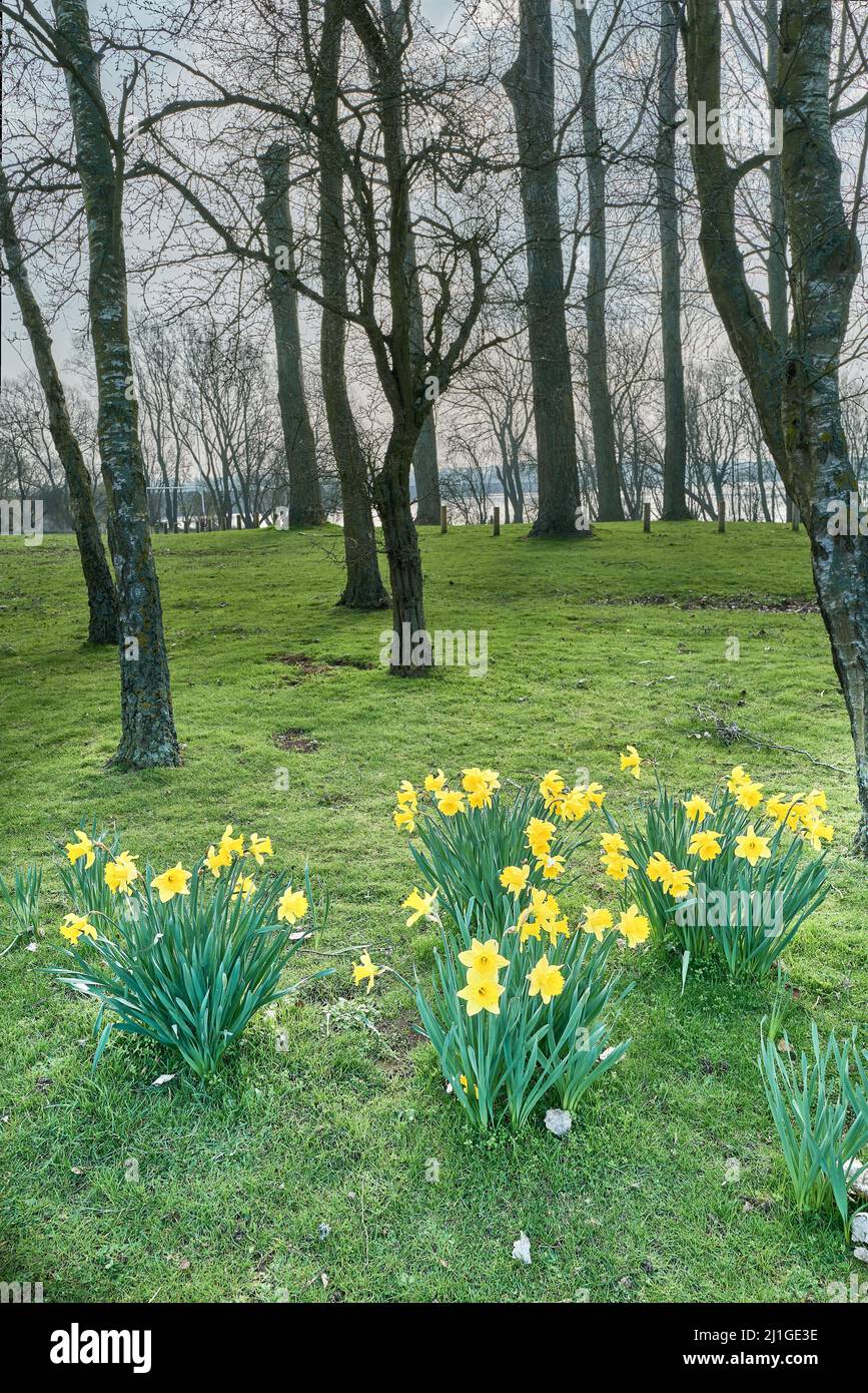 Bunch of daffodils in a park on an early spring morning Stock Photo - Alamy