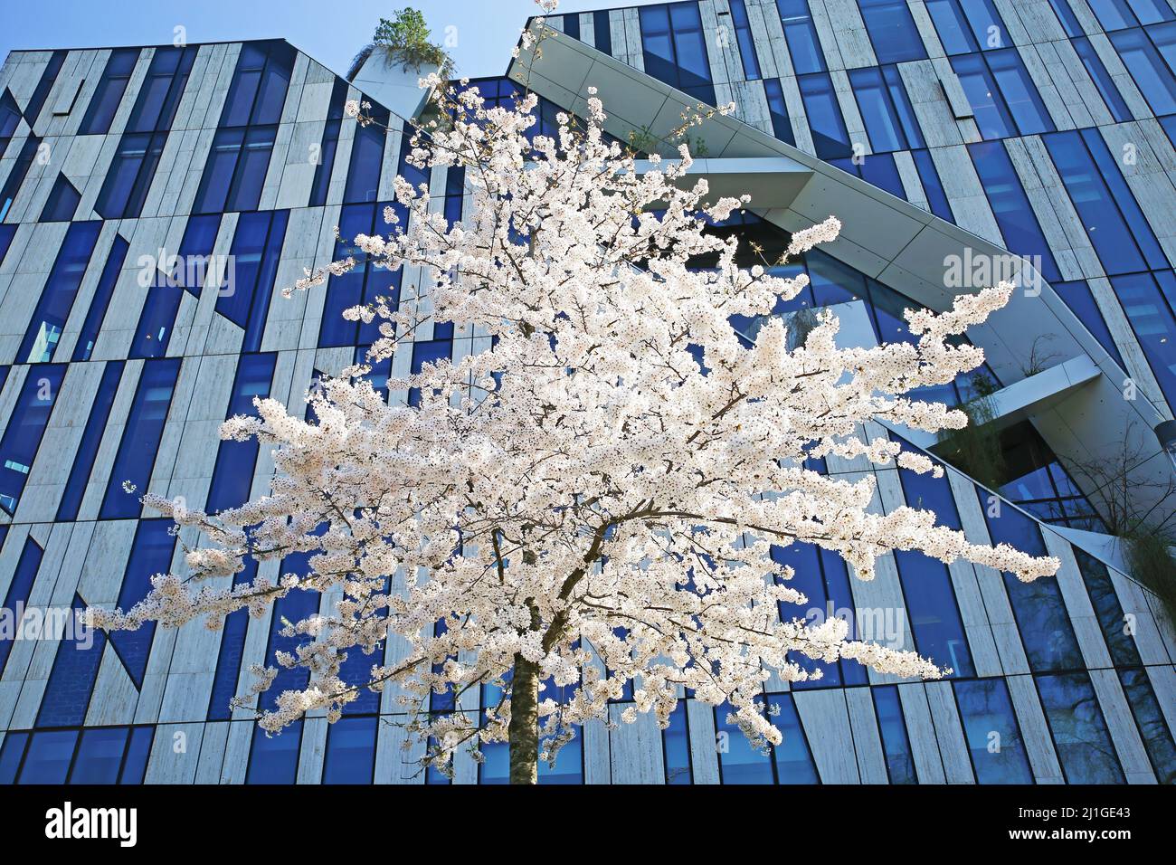 Düsseldorf (Kö Bogen), Germany - March 21.2022: Closeup of japanese ...