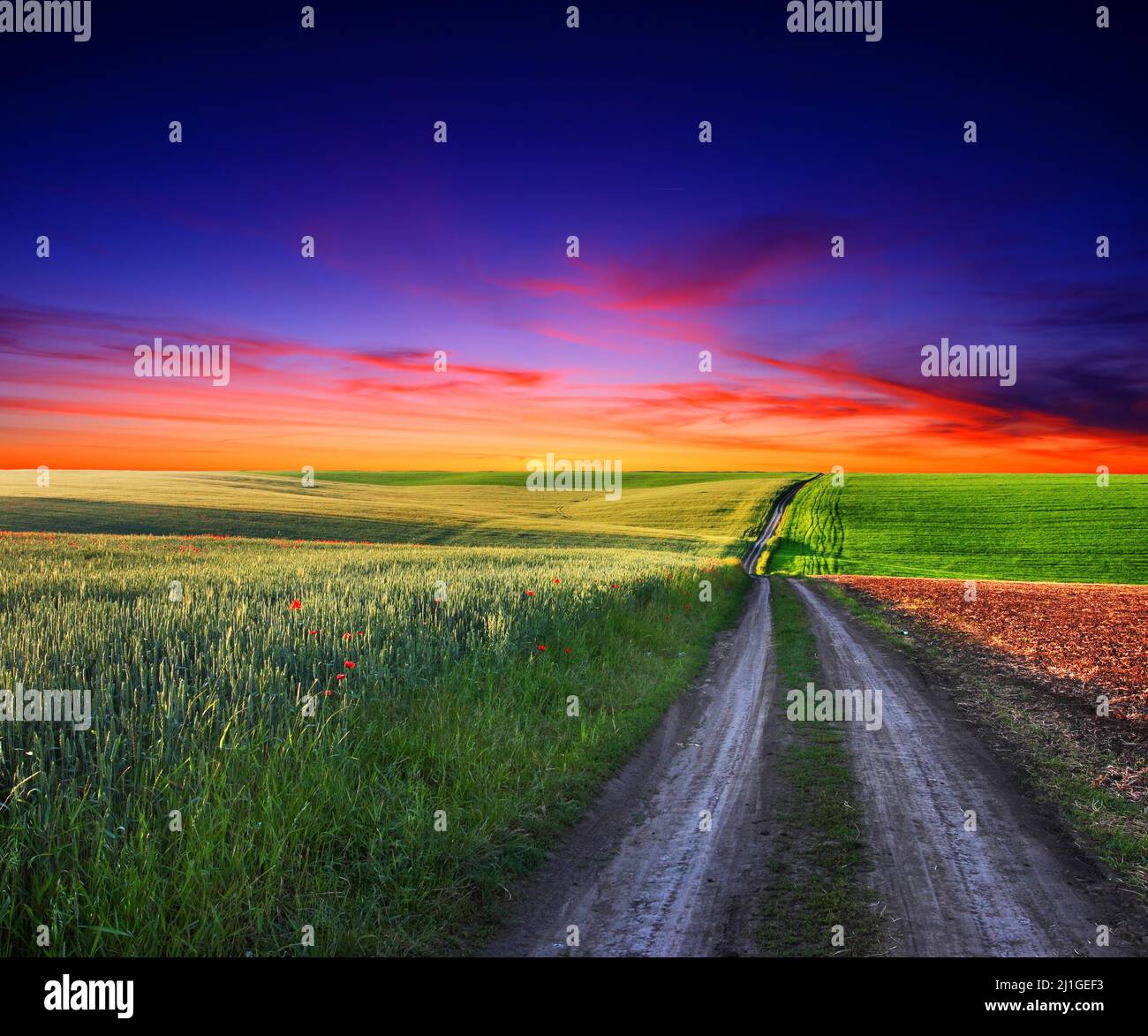 beautiful sunset over field with green grass Stock Photo - Alamy