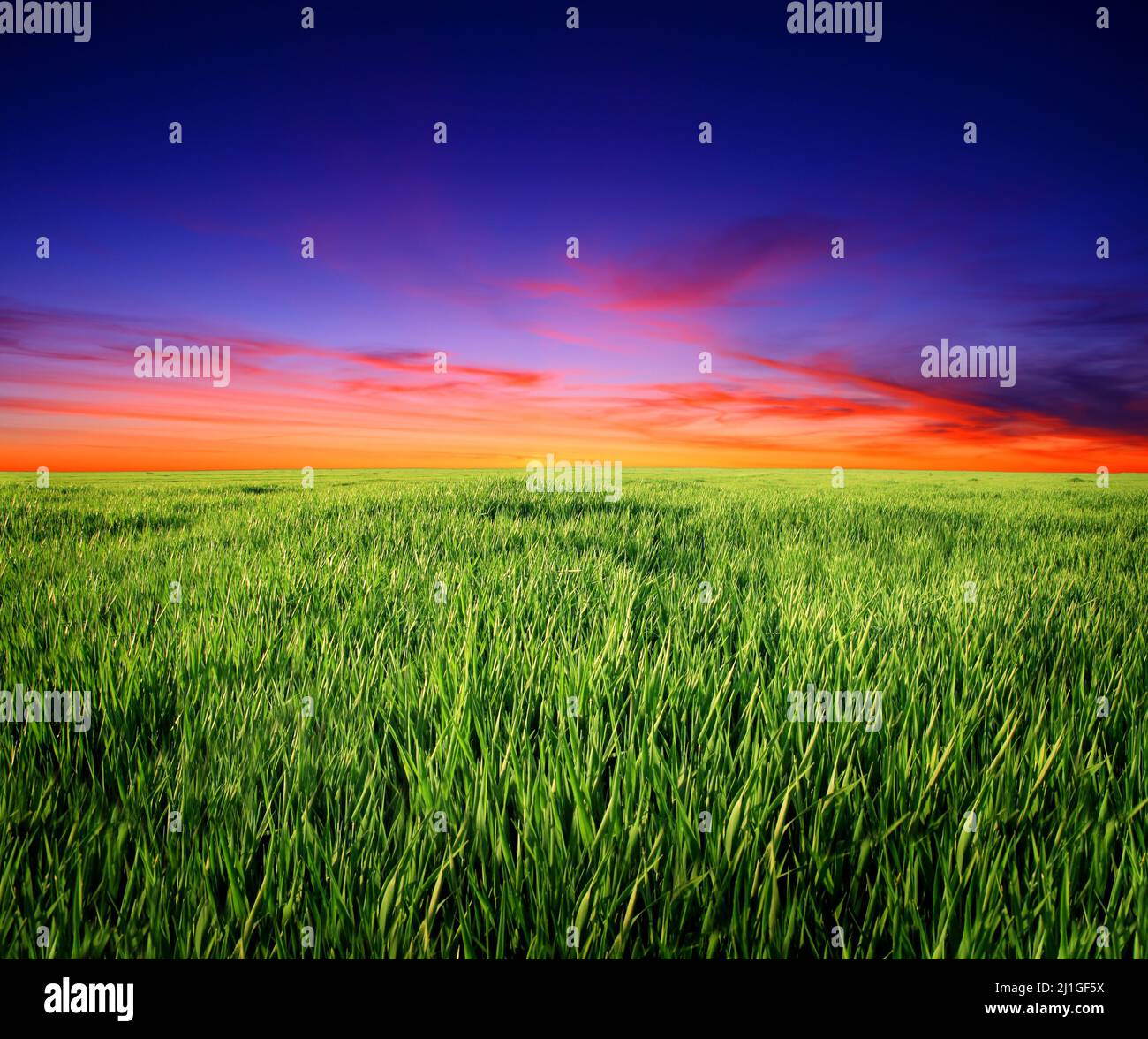 beautiful sunset over field with green grass Stock Photo - Alamy