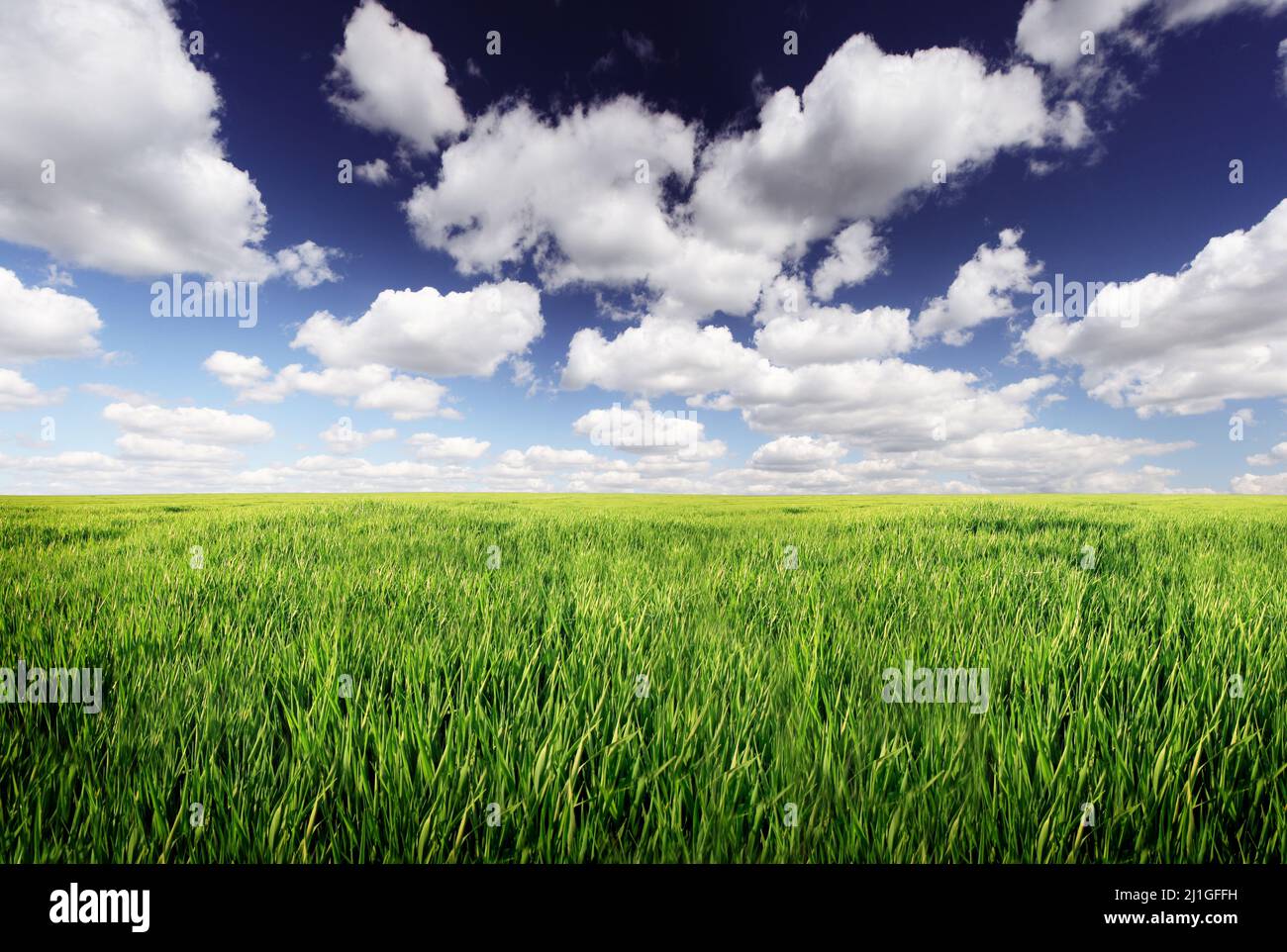spring field and the beautiful blue sky Stock Photo - Alamy