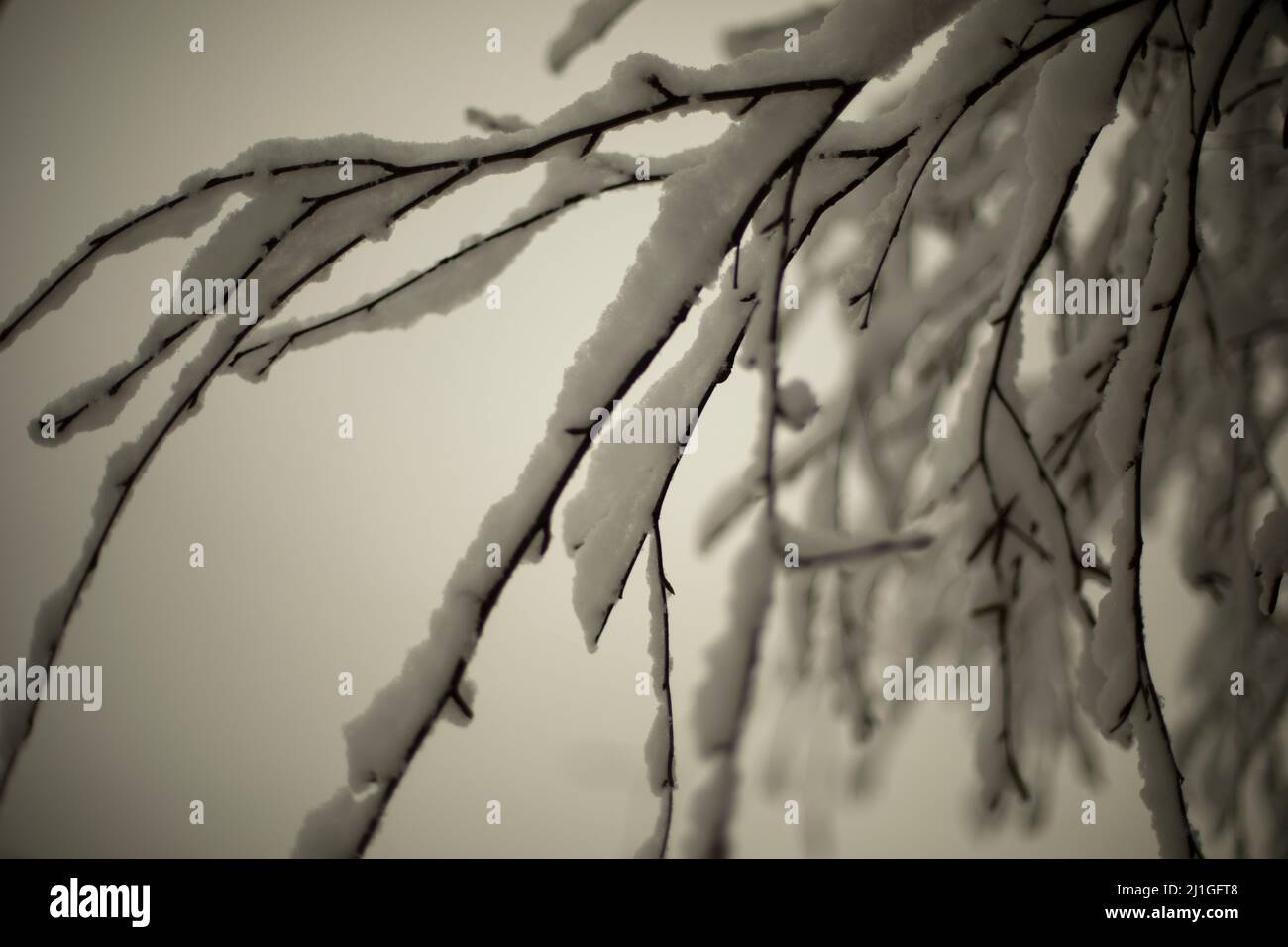 Snow on branches of tree. Nature after snowfall. Details of winter ...