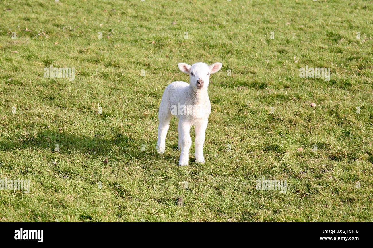 A little lamb in the farmers field Stock Photo - Alamy