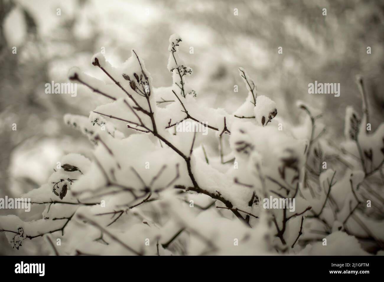 Snow on branches of tree. Nature after snowfall. Details of winter ...