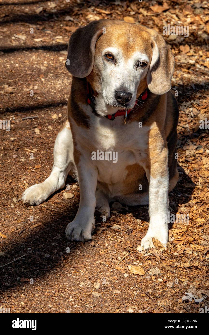 Fat dog beagle hi-res stock photography and images - Alamy