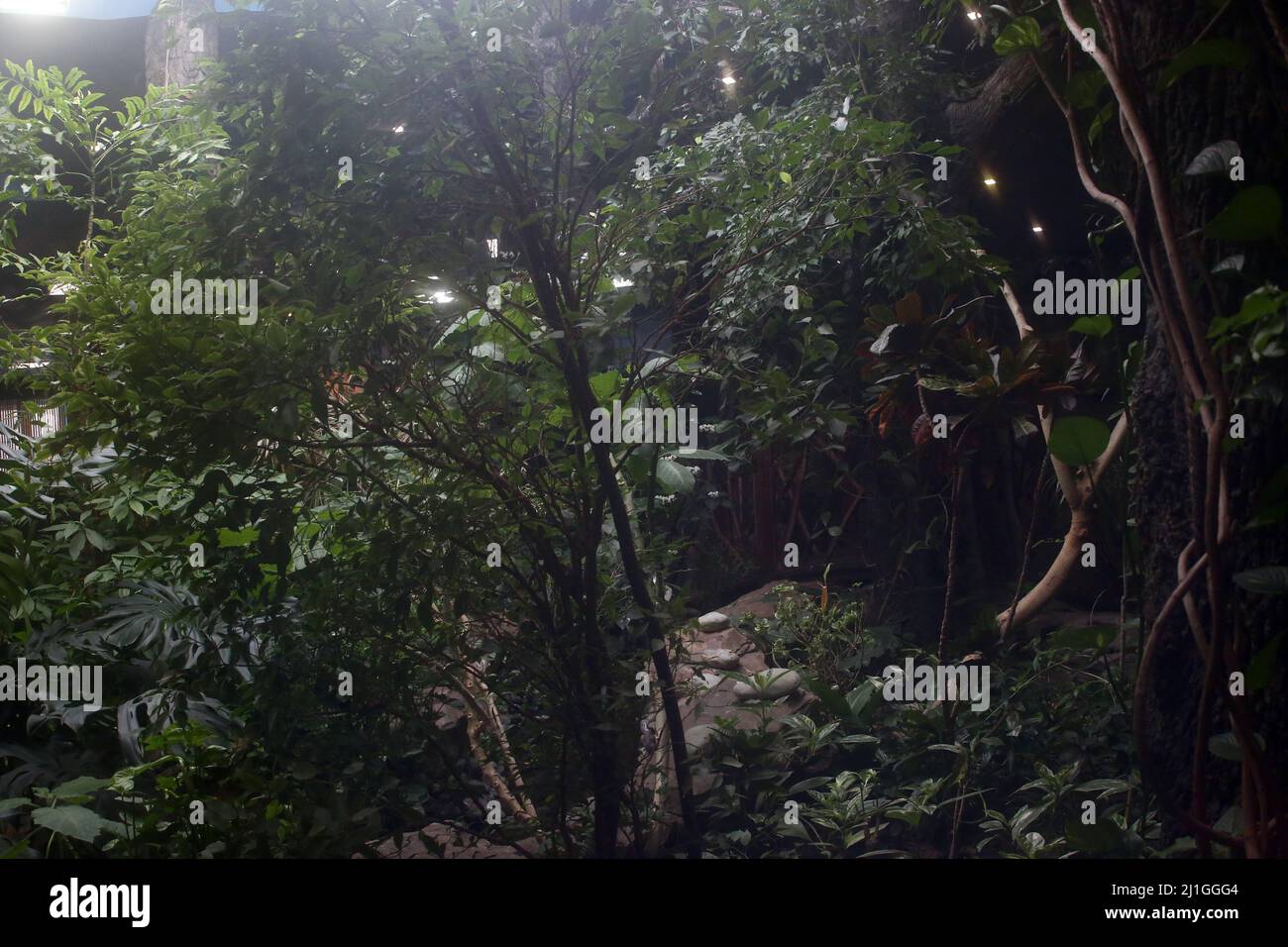 tropical trees background - rainforest pavilion of a zoo interior Stock ...