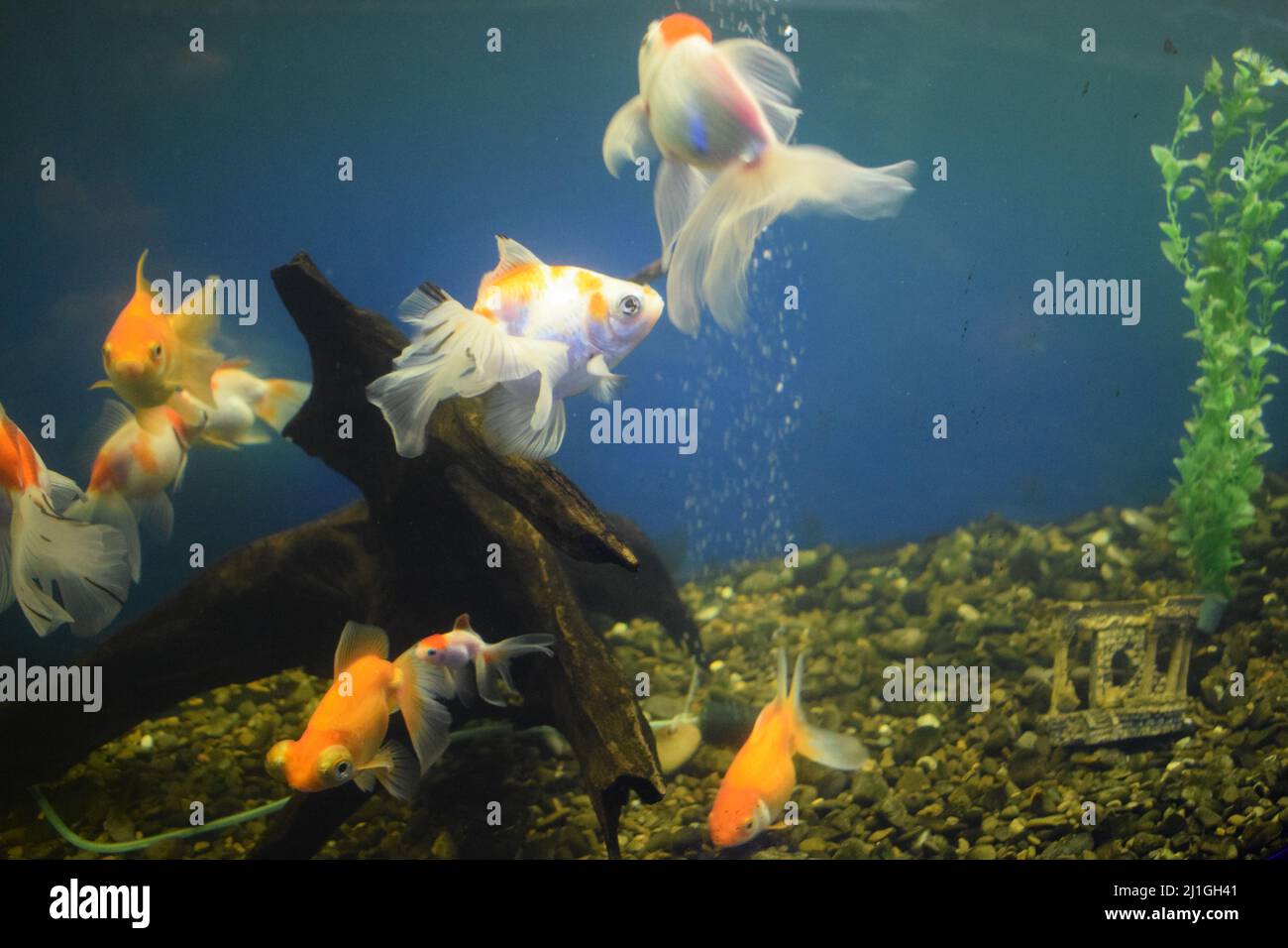 The goldfish on Chinese a sign brings a prosperity and good luck ...