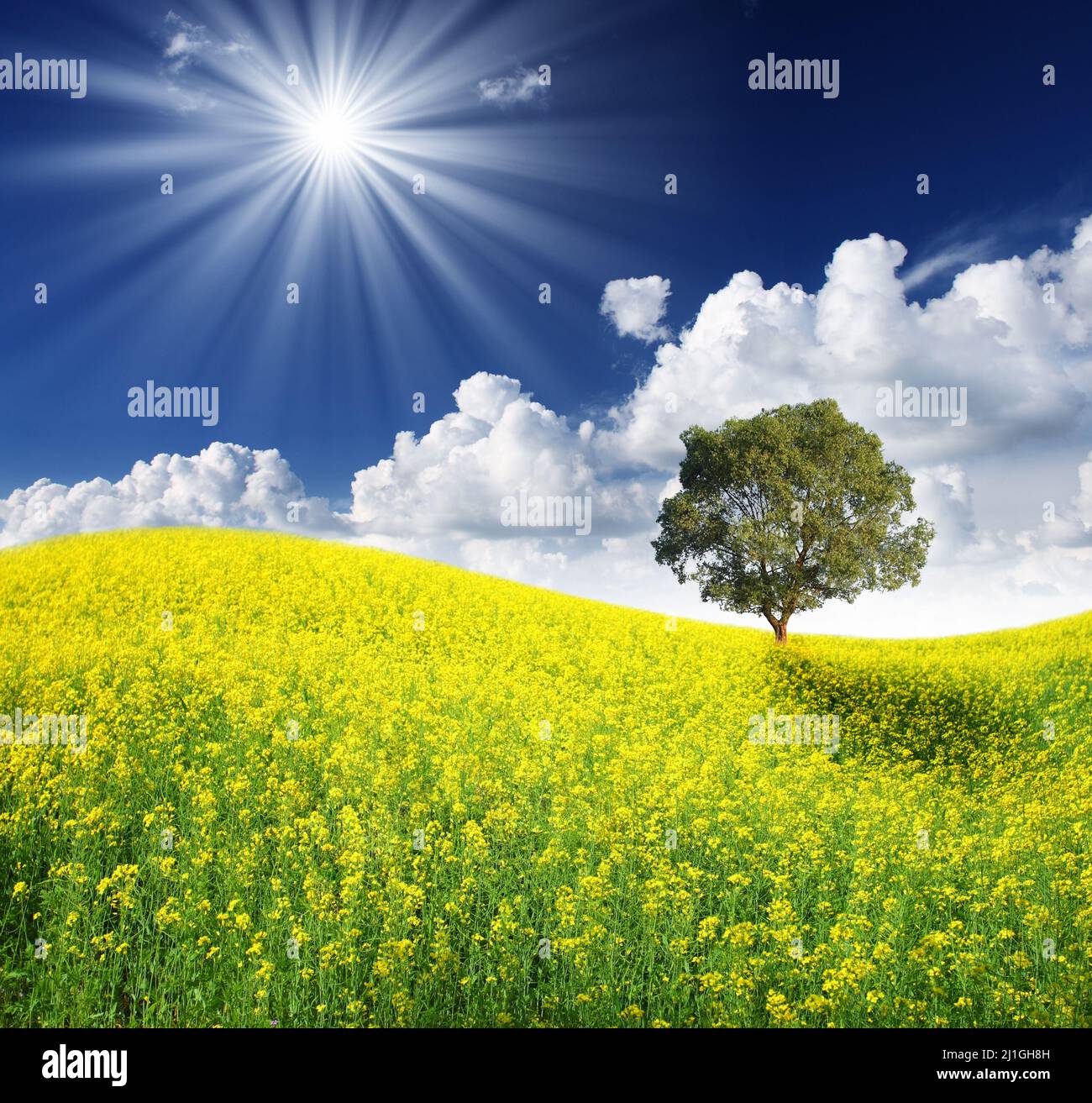 Alone tree on the beautiful field of yellow flowers Stock Photo - Alamy