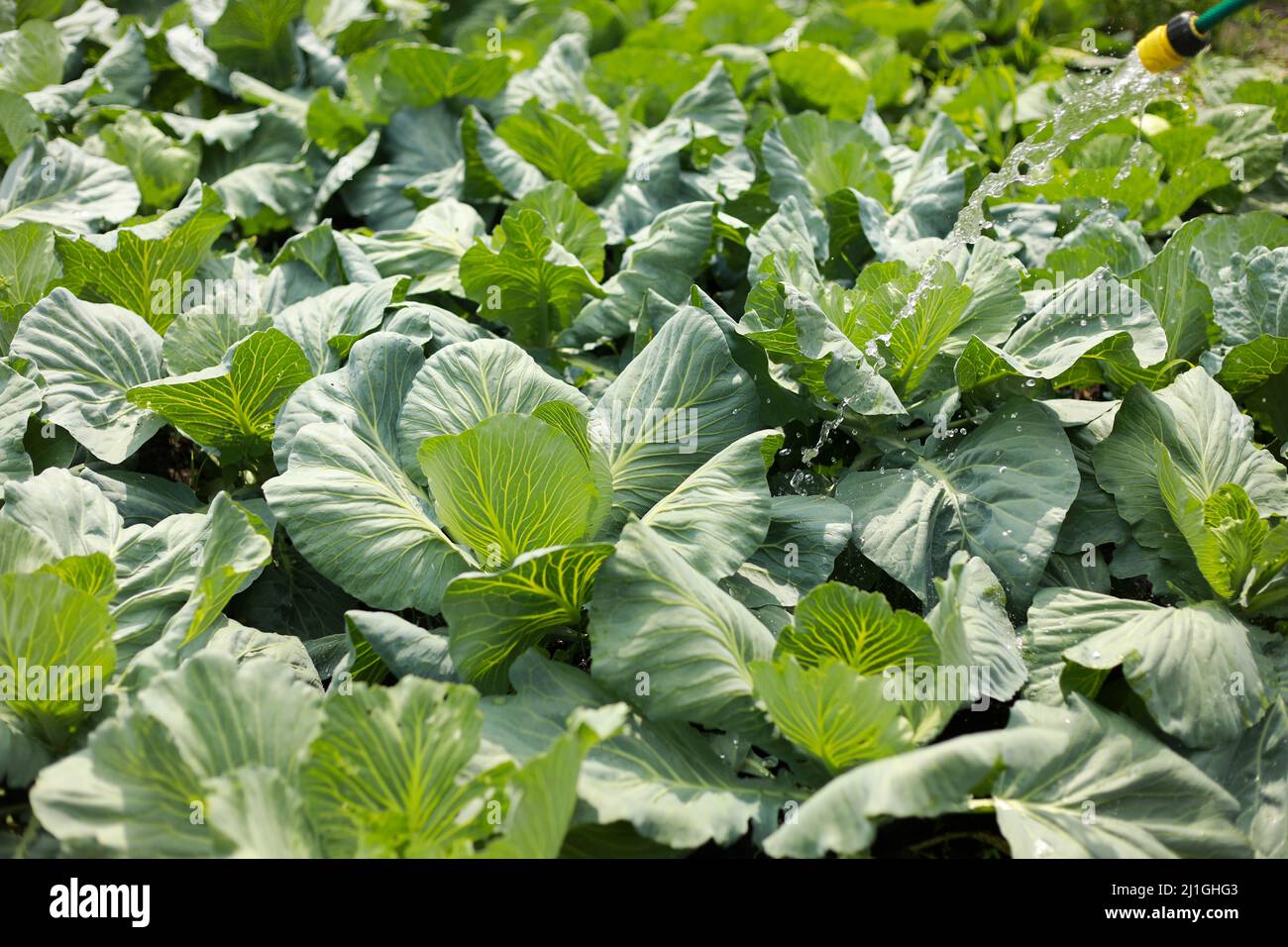 Cabbage grow in the garden. Agriculture. Healthy and healthy food for ...