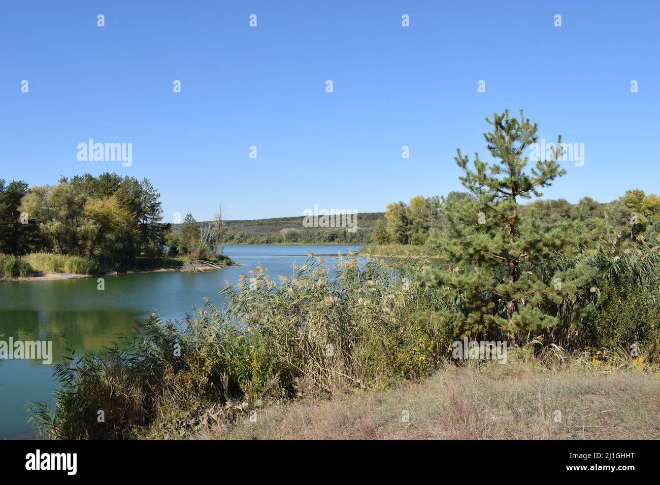 Small lake in the forest during summer day, Lake surrounded by green ...