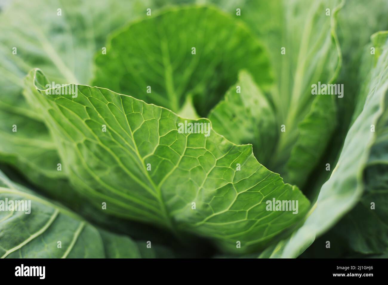 Cabbage grow in the garden. Agriculture. Healthy and healthy food for ...