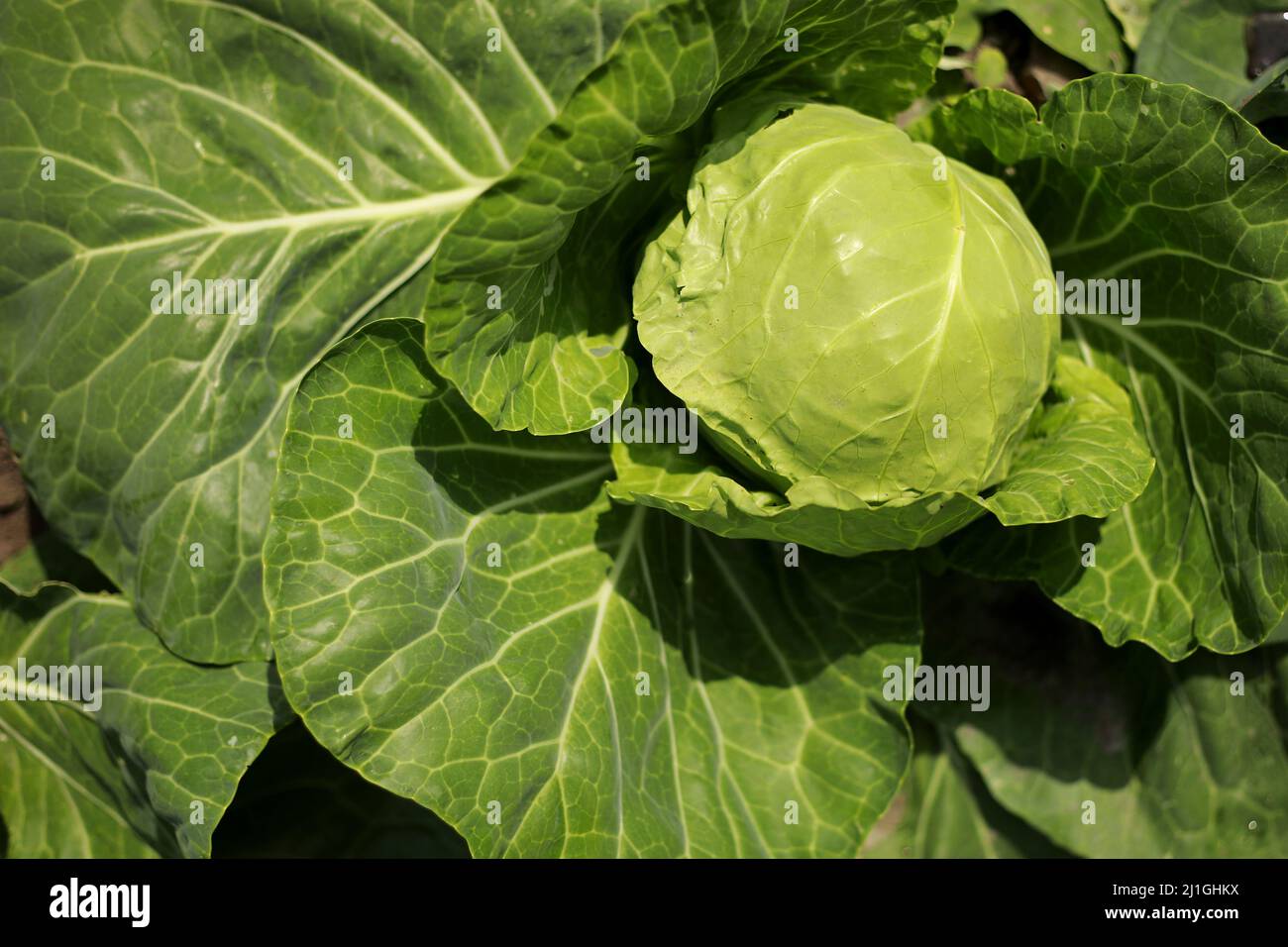 Cabbage grow in the garden. Agriculture. Healthy and healthy food for ...