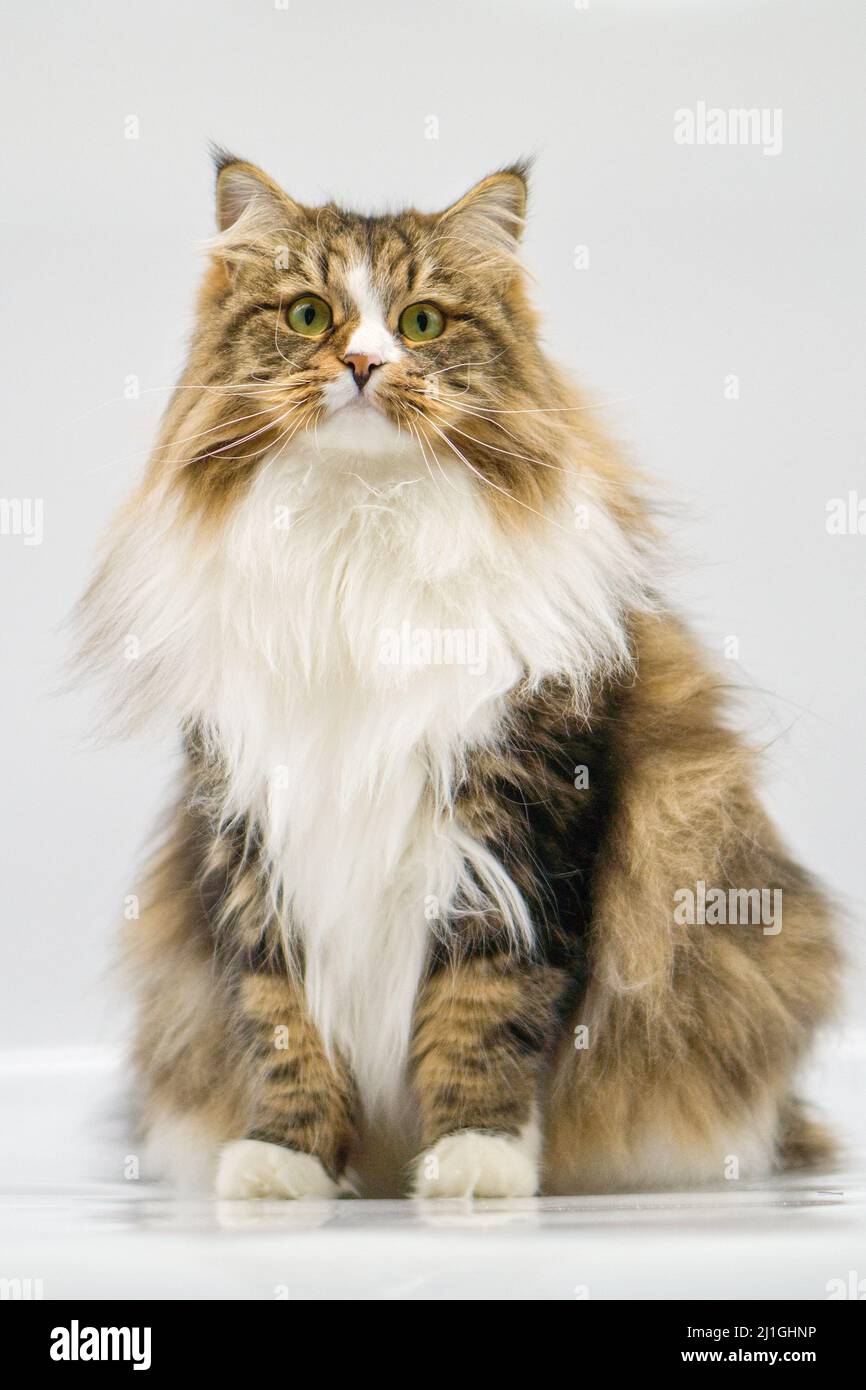 Alvin - Big Siberian cat on white background Stock Photo - Alamy
