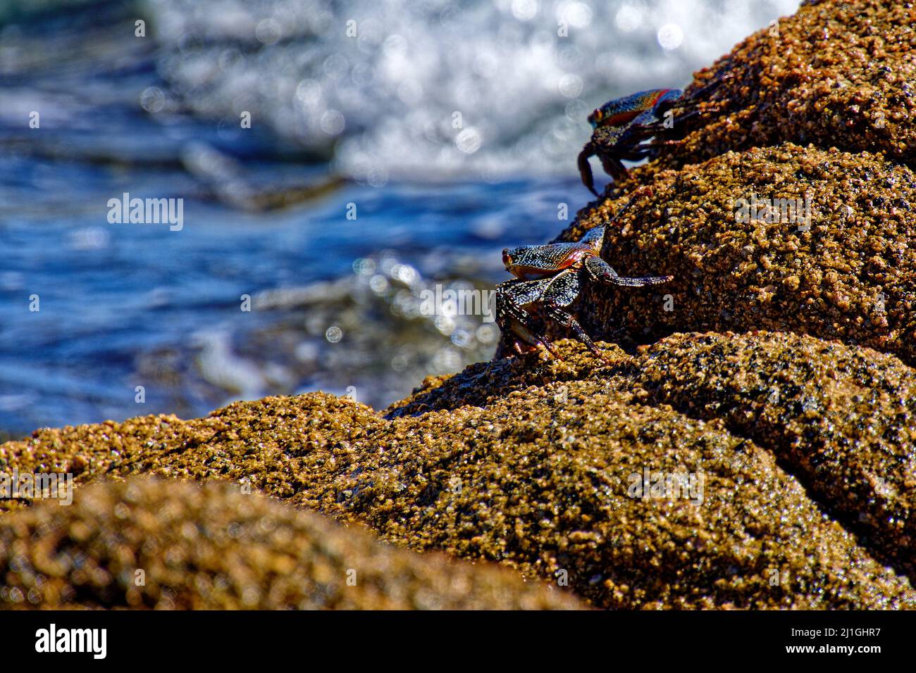 A shallow focus of True crabs and a Purple Shore Crab on wet rocks by ...
