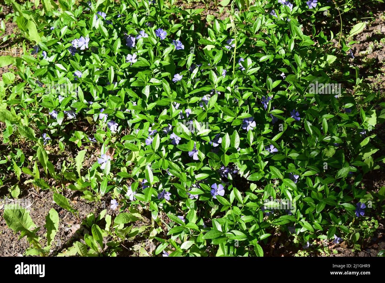 Vinca minor (common names lesser periwinkle, dwarf periwinkle, small ...