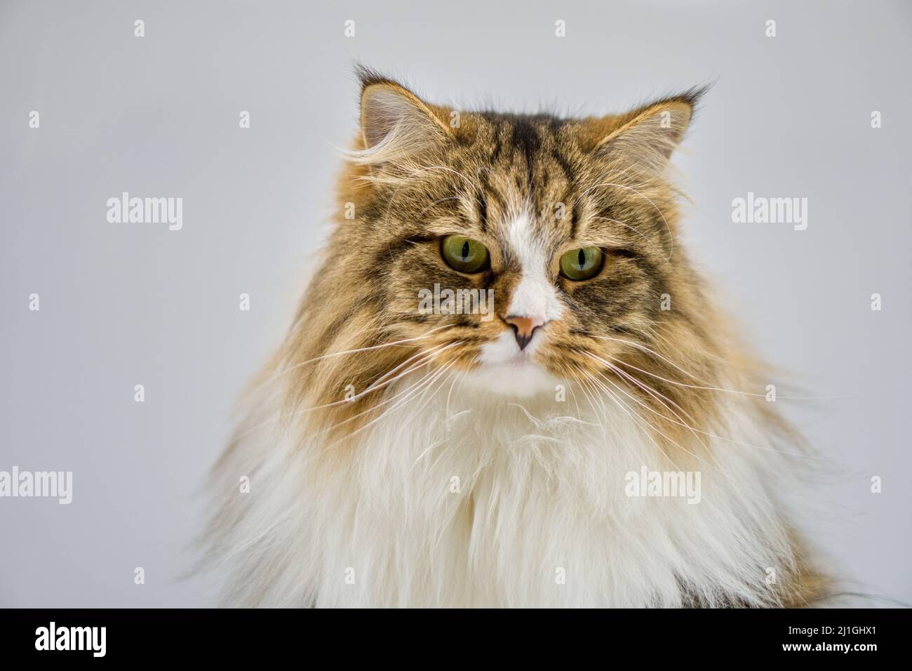 Alvin - Big Siberian cat on white background Stock Photo - Alamy