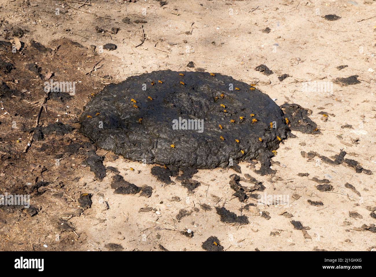 Yellow dung flies, Scathophaga stercoraria, gathered on a cow pat to ...