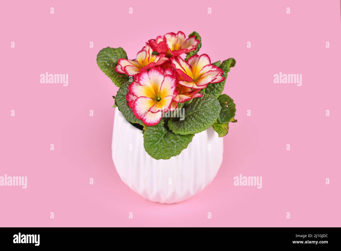 Pink and yellow 'Primula Acaulis Scentsation' primrose in white flower ...