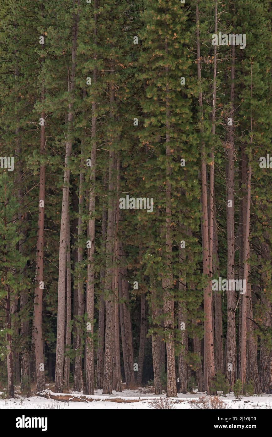 Pine trees grove with snow in winter, Yosemite Valley Stock Photo - Alamy