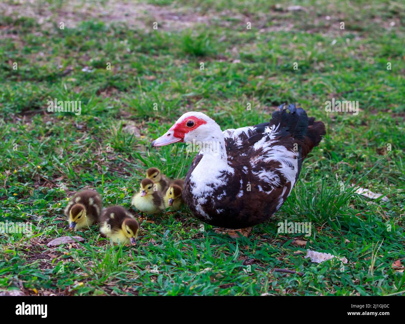 Muscovy duck chicks hi-res stock photography and images - Alamy