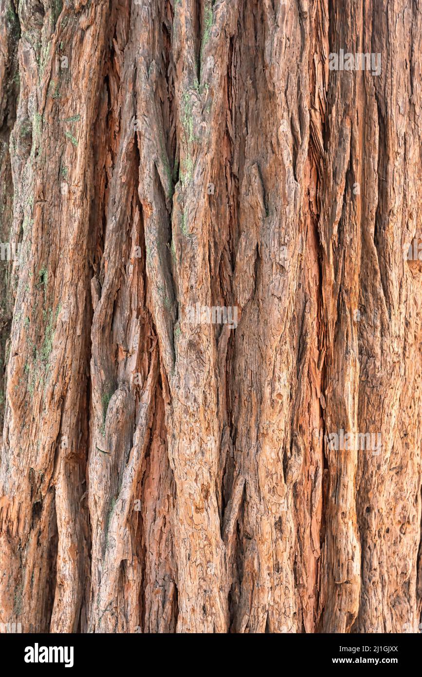 Incense cedar tree hi-res stock photography and images - Alamy