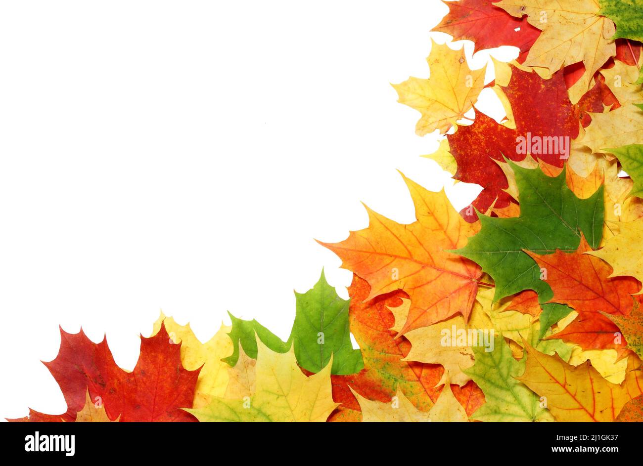Beautiful autumn tree design hi-res stock photography and images - Alamy