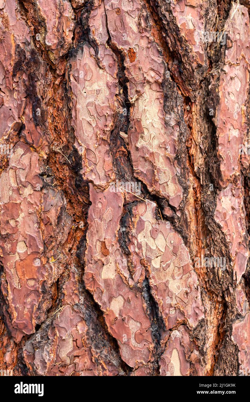Dogwood Tree Bark
