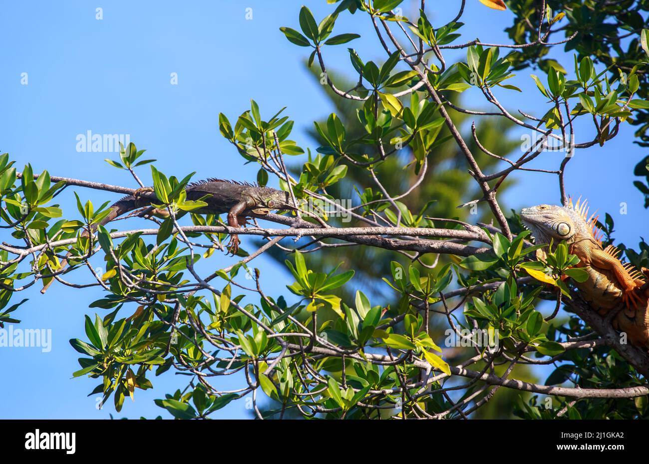 Two common iguanas on a tree branch Stock Photo - Alamy