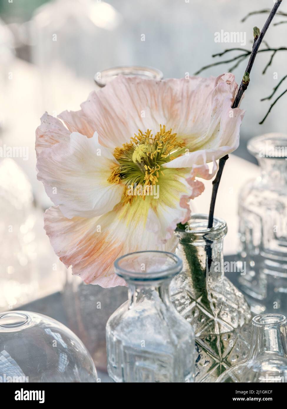 Poppy peach hi-res stock photography and images - Alamy