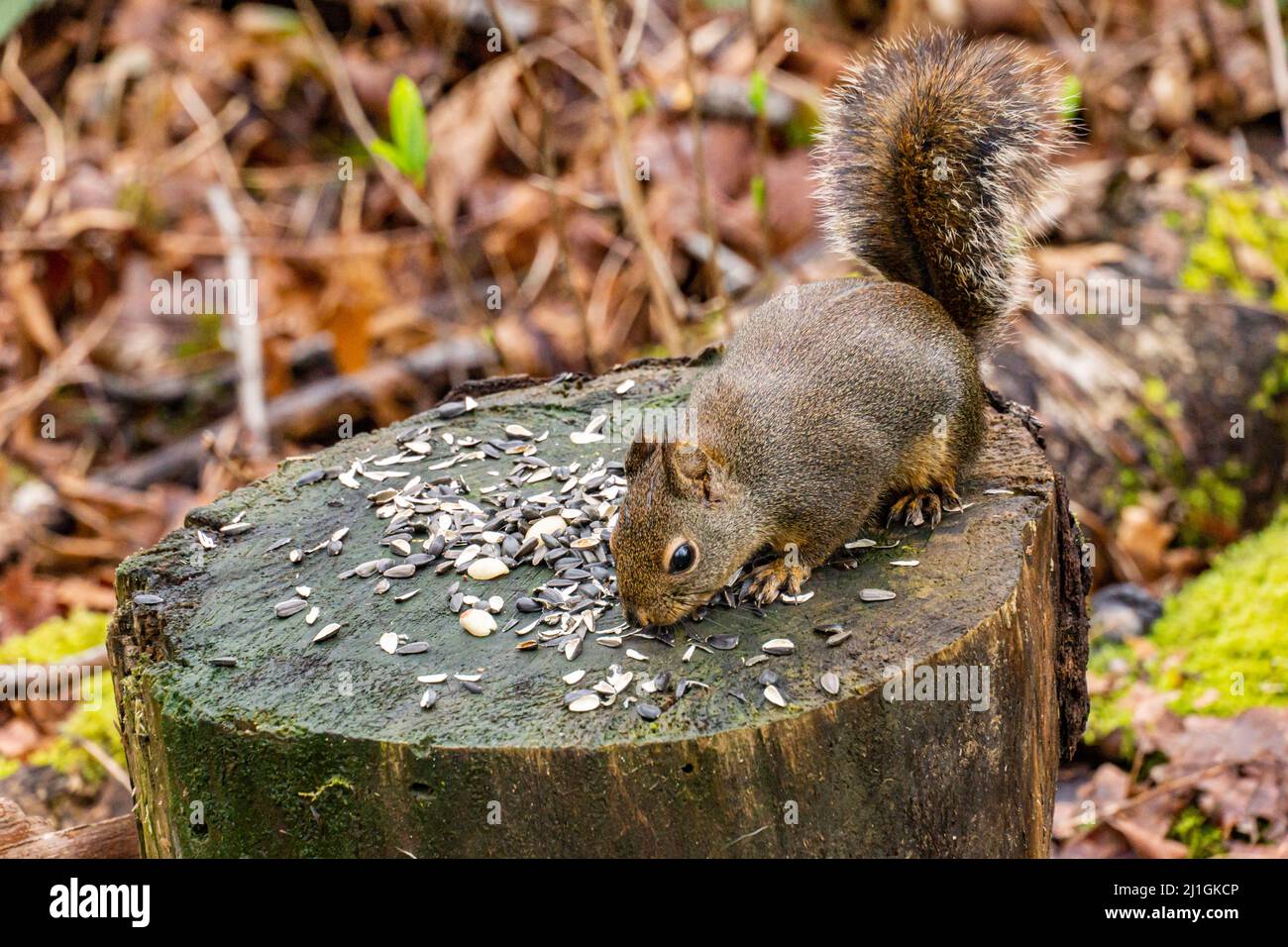 A closeup of a cute squirrel nibbling on grains on a tree stump Stock ...